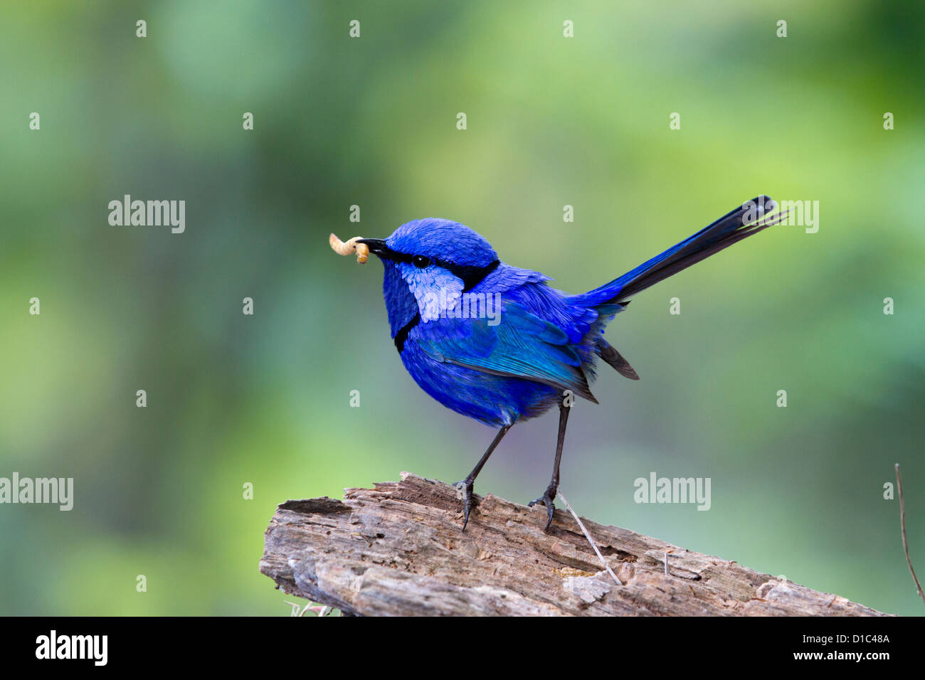 Blue Wren Malurus Splendens male on a log Stock Photo - Alamy