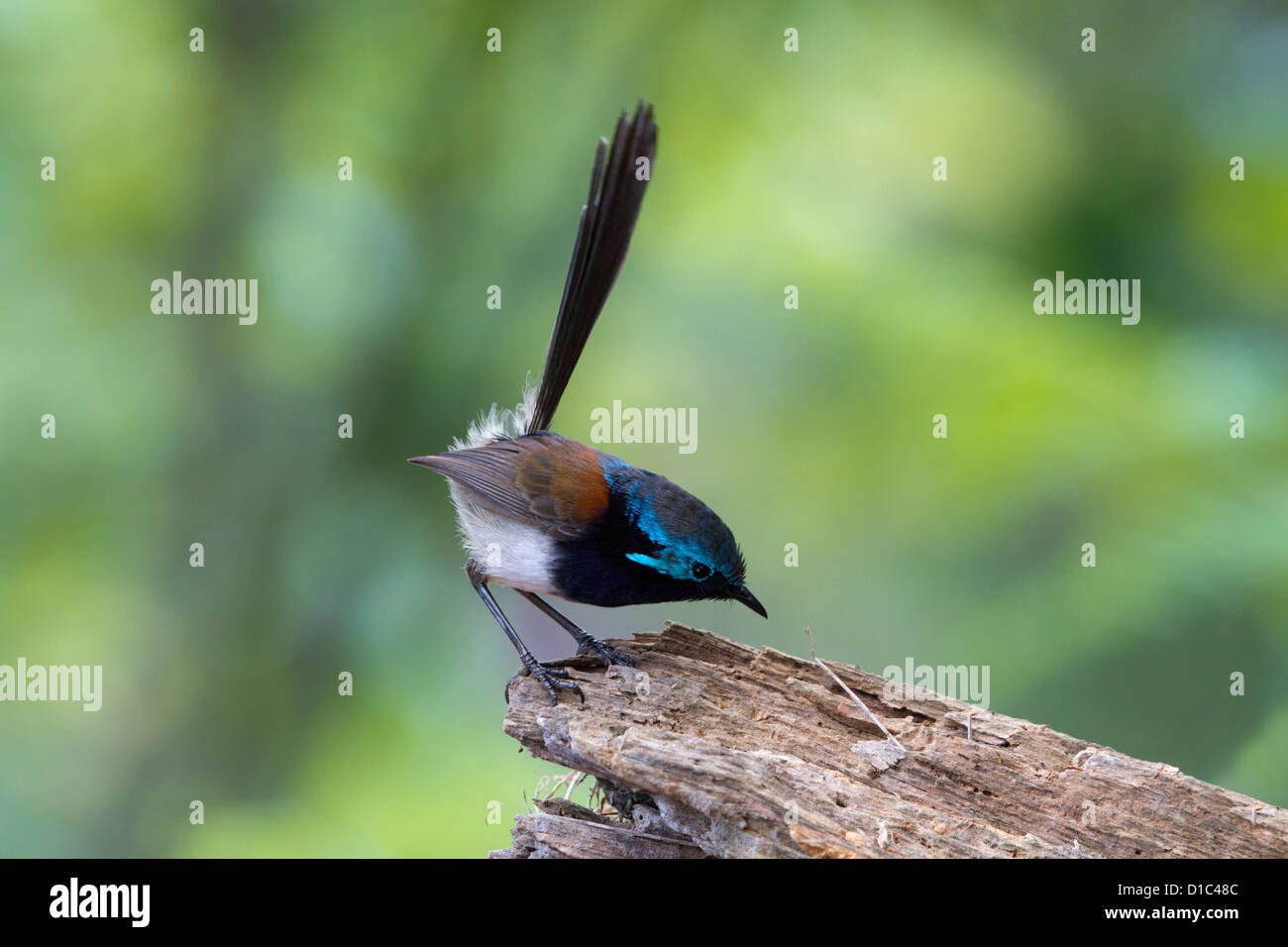 Red winged fairy wren male on a log Stock Photo - Alamy