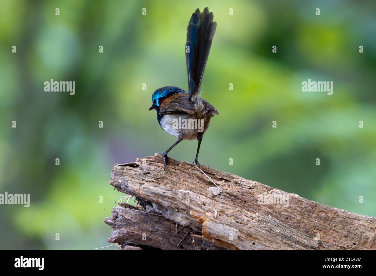 Red winged fairy wren male on a log Stock Photo - Alamy