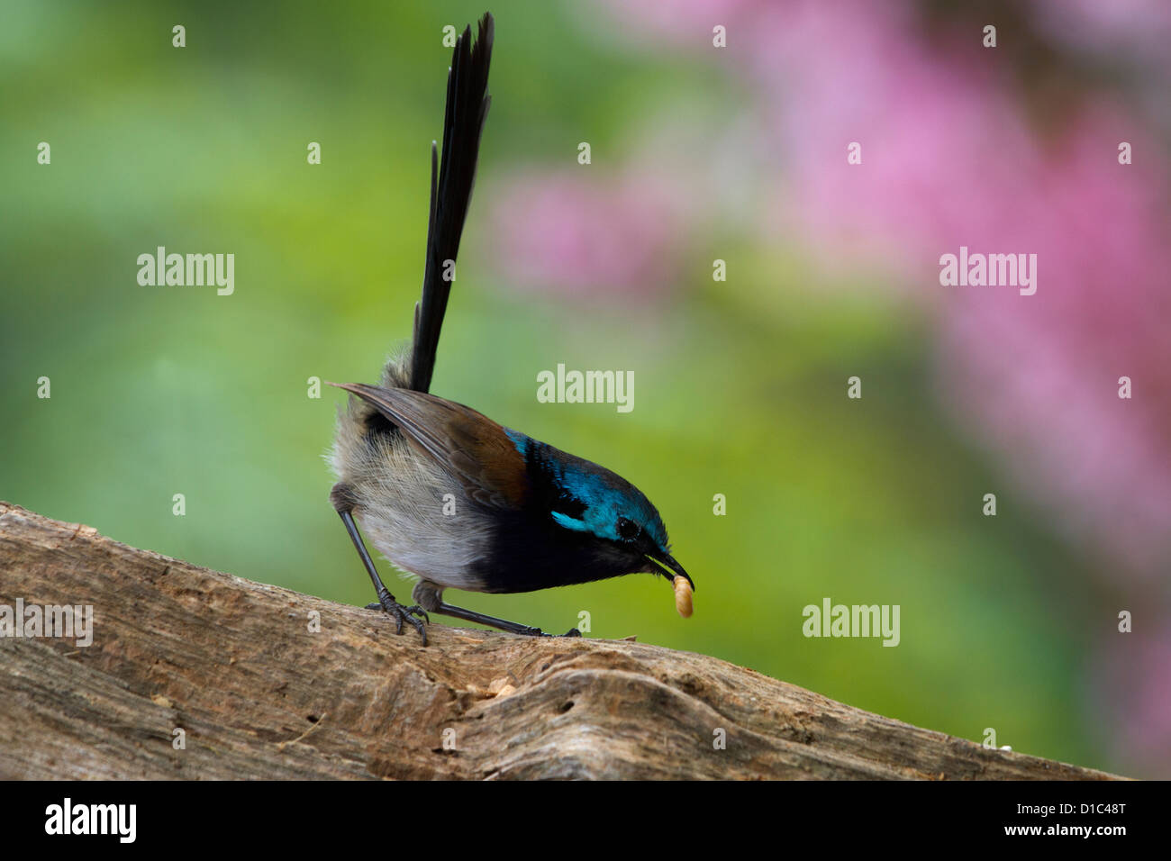 Red winged fairy wren male on a log Stock Photo - Alamy