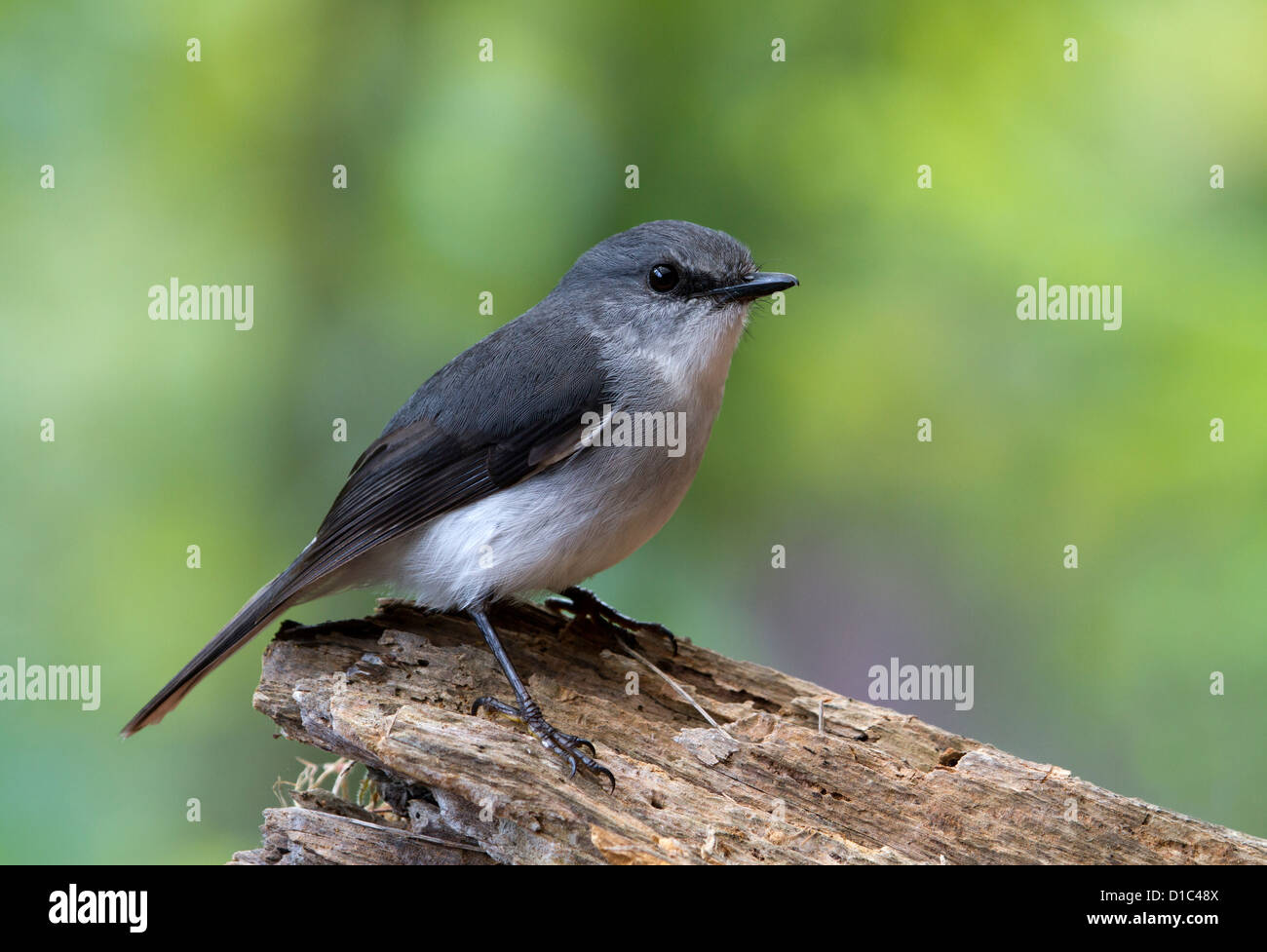White breasted robin hi-res stock photography and images - Alamy