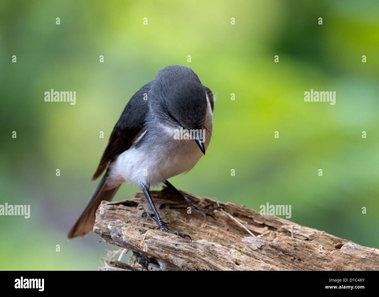 White breasted robin Eopsaltria georgiana Stock Photo - Alamy