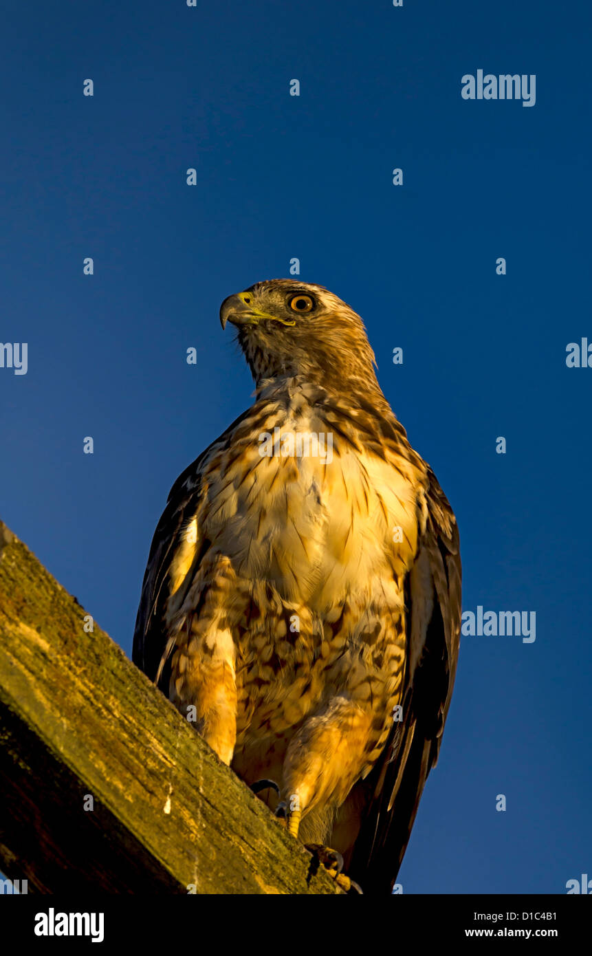 Photo of the bird hi-res stock photography and images - Alamy