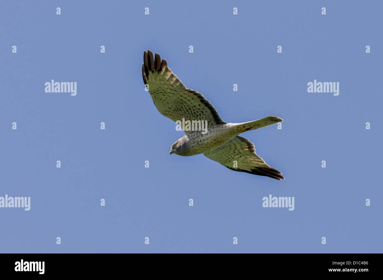 Harrier photo hi-res stock photography and images - Alamy