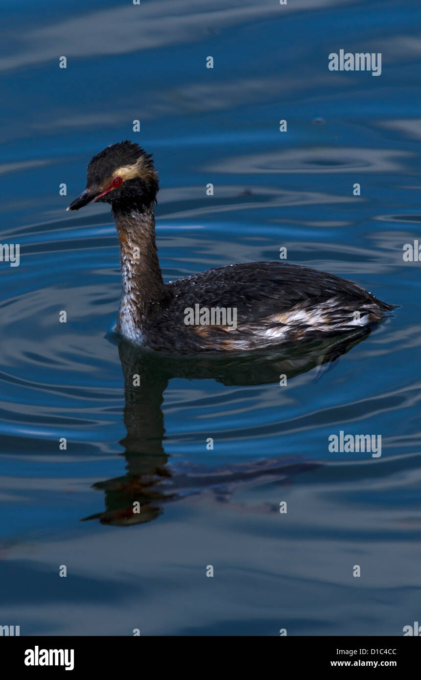 Horned Grebe at Malheur National Wildlife Refuge, Oregon, USA, North ...
