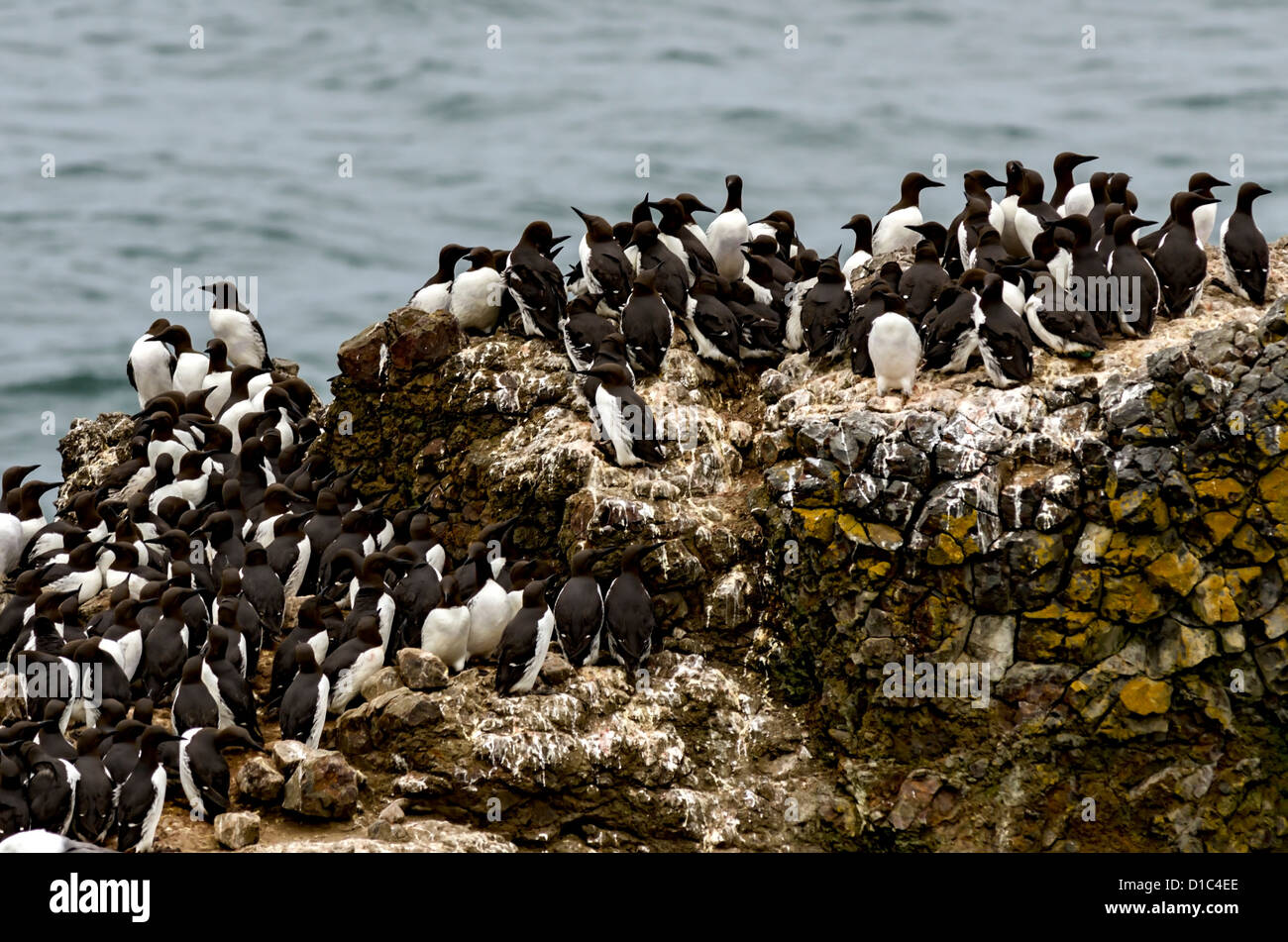 Common Murre colony at Yaquina Head Outstanding Natural Area, Oregon ...