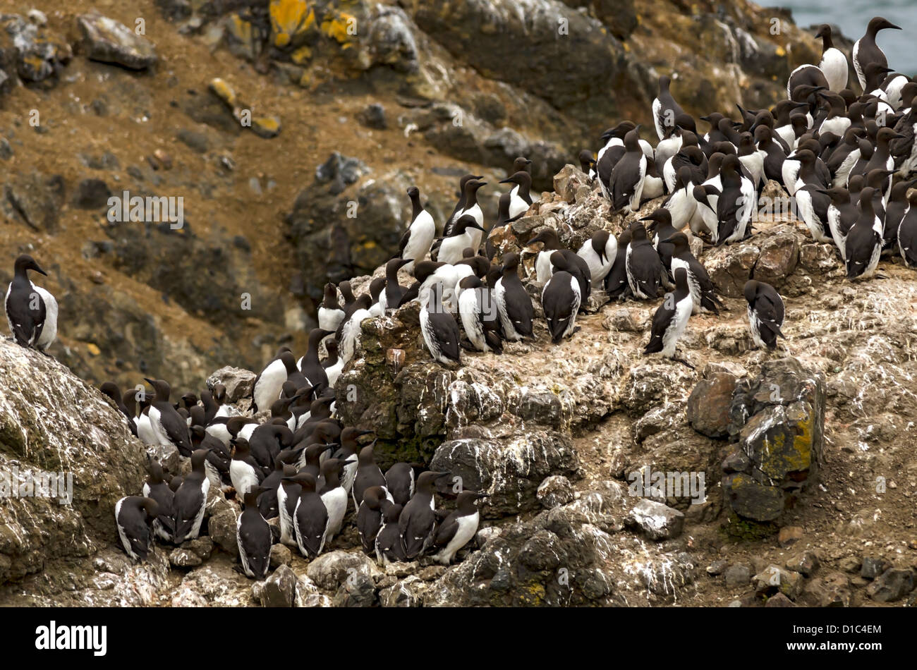 Common Murre colony at Yaquina Head Outstanding Natural Area, Oregon ...