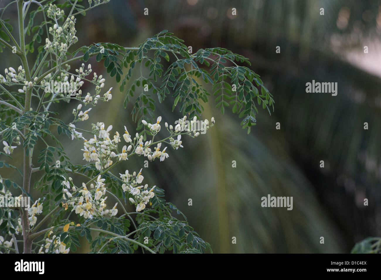 Moringa tree hi-res stock photography and images - Alamy