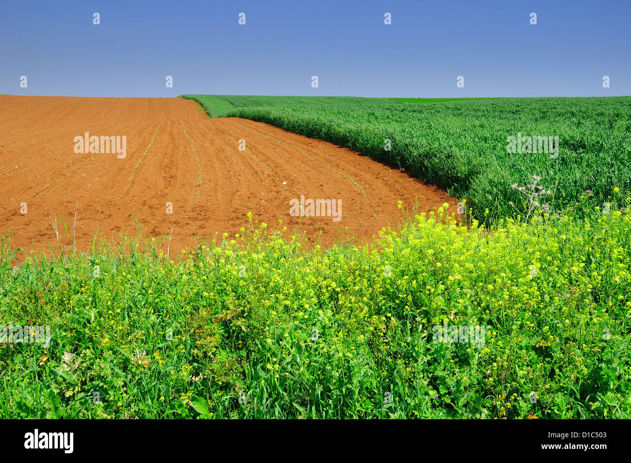 Sowing field at Northern Israel Stock Photo - Alamy
