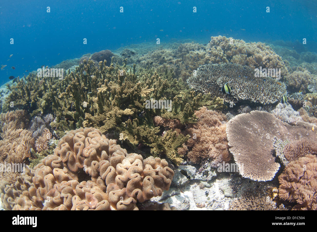 A hard coral garden with a variety of different hard corals including ...