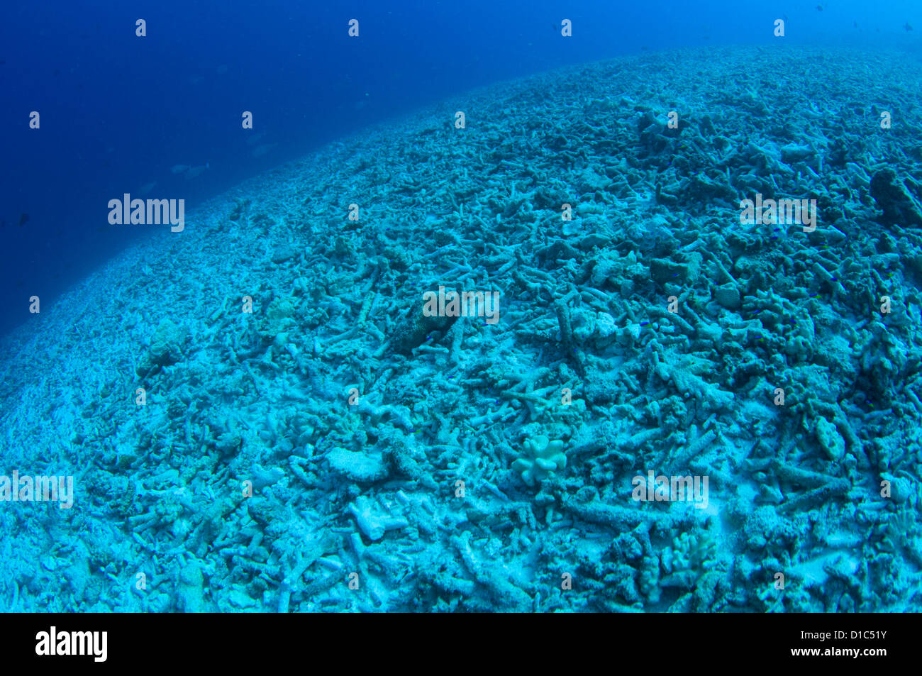 A completely destroyed reef due to bomb or dynamite fishing, Spice ...