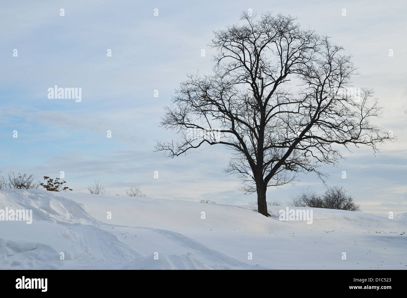 Winter Landscape with Tree and Traces on a Snow Stock Photo - Alamy