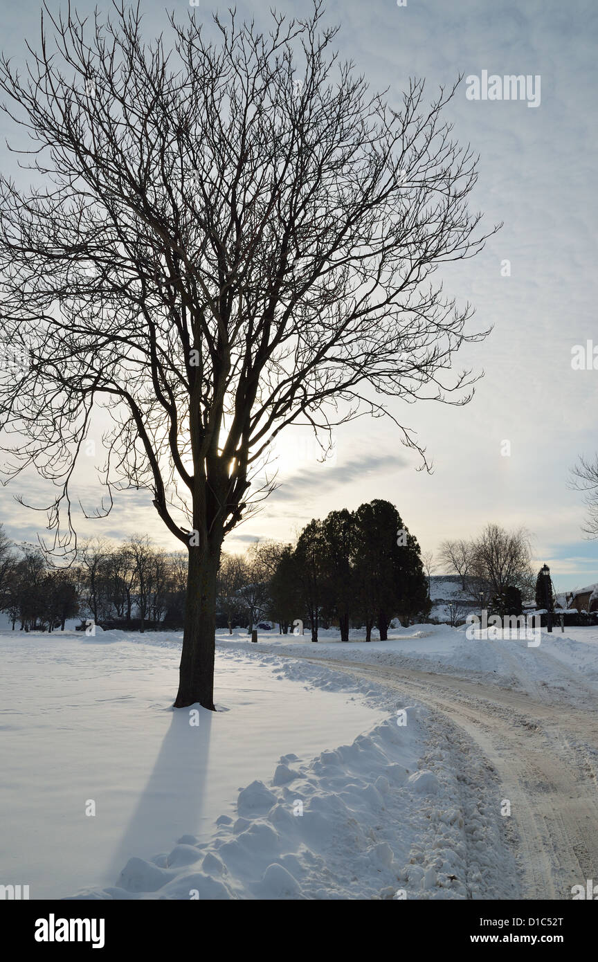 Winter Landscape with Tree and Traces on a Snow Stock Photo - Alamy