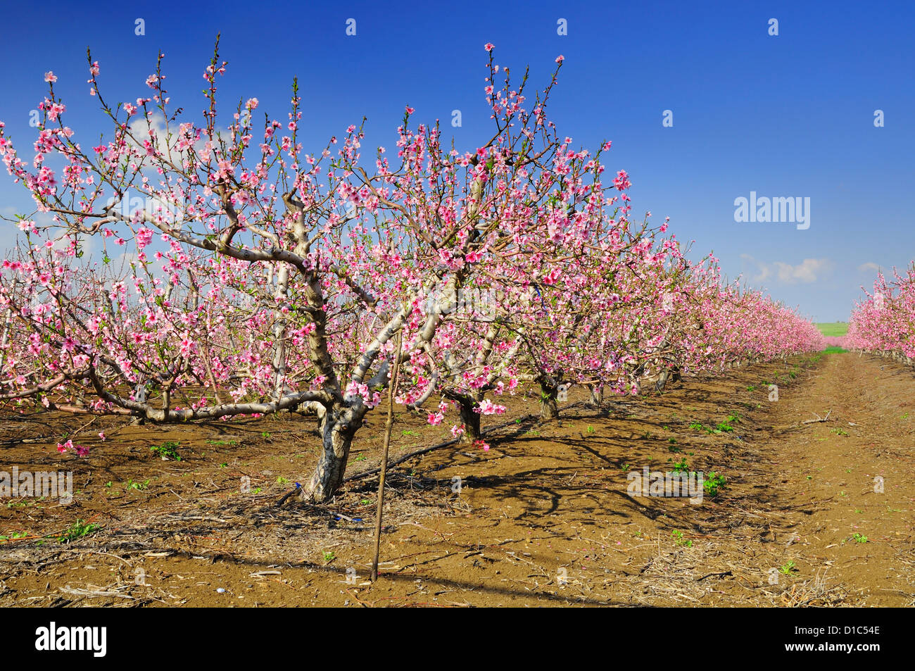 Almond trees blossoming. Golan Heights. Israel Stock Photo - Alamy