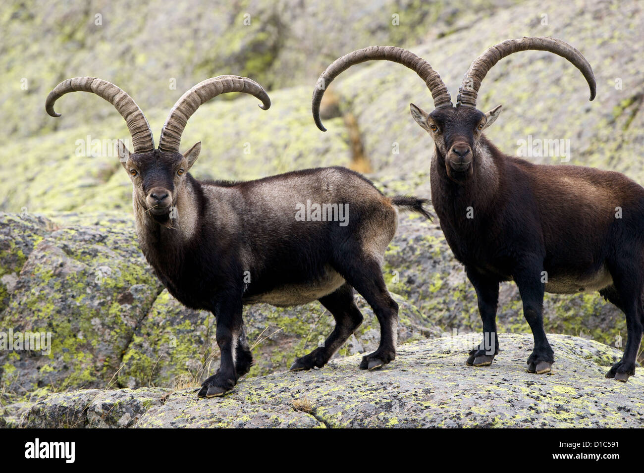 Two large Spanish Ibex (Capra pyrenaica) males staring at the camera ...