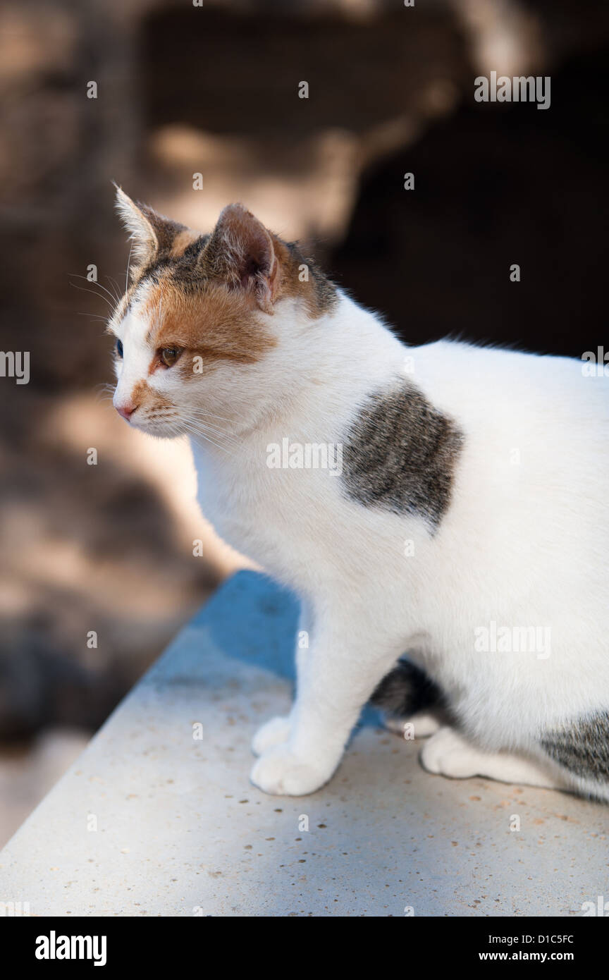 Cyprus cat hi-res stock photography and images - Alamy