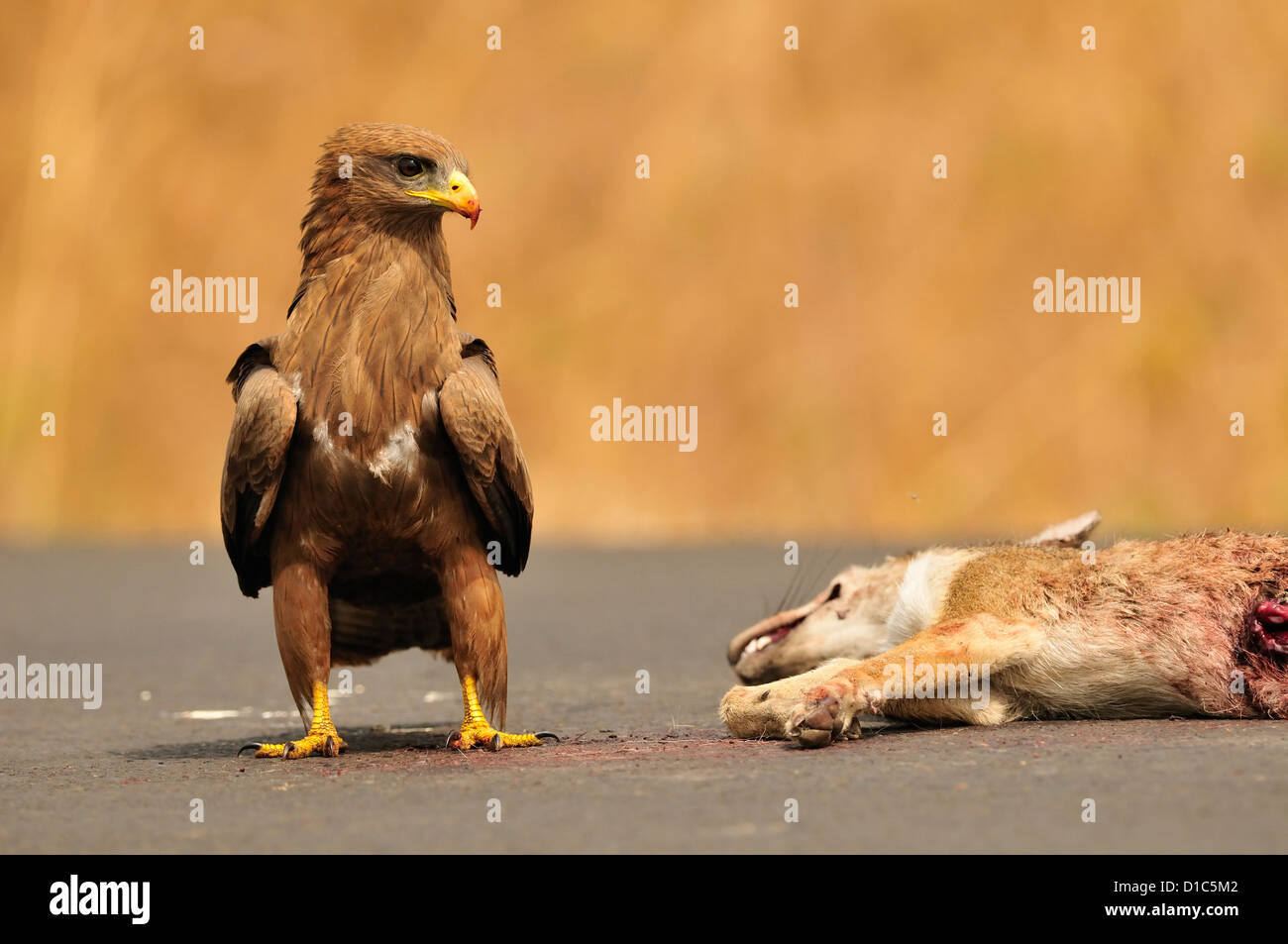 Gambela national park hi-res stock photography and images - Alamy