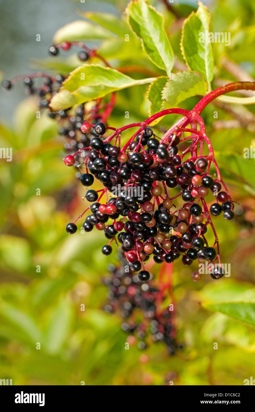 A cluster of ripe elderberry berries Stock Photo - Alamy