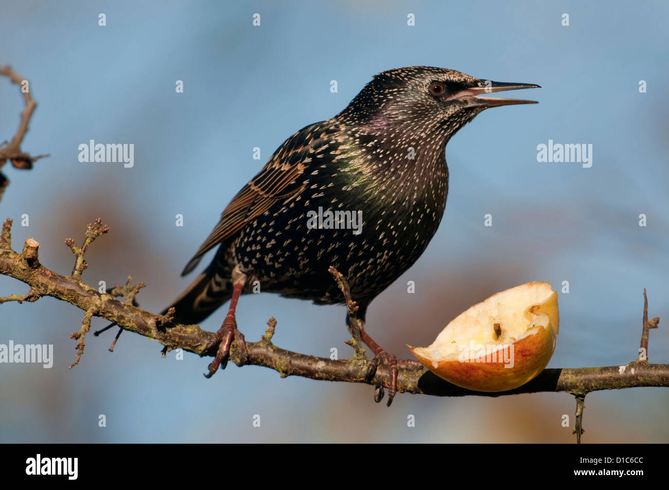 A Starling eats from half an apple left out to feed winter birds Stock ...