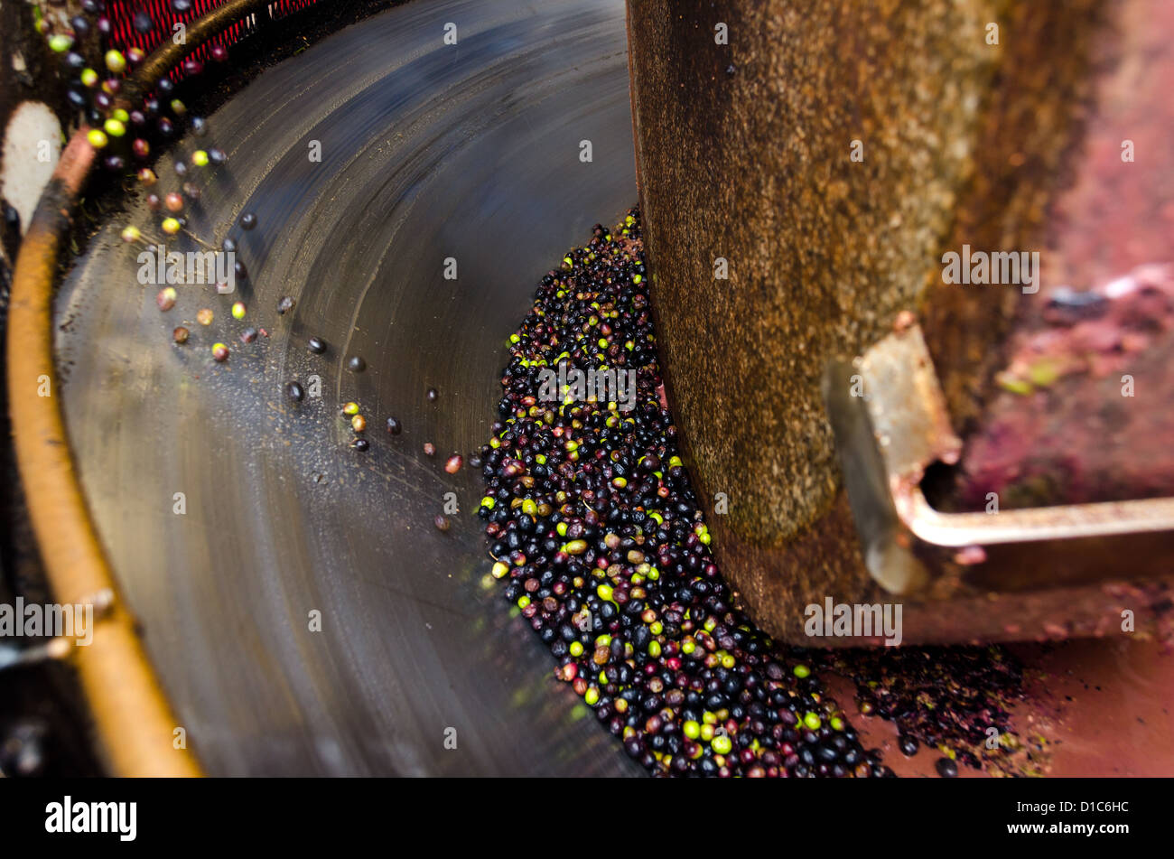granite millstone while crushing the olives to make olive oil Stock ...