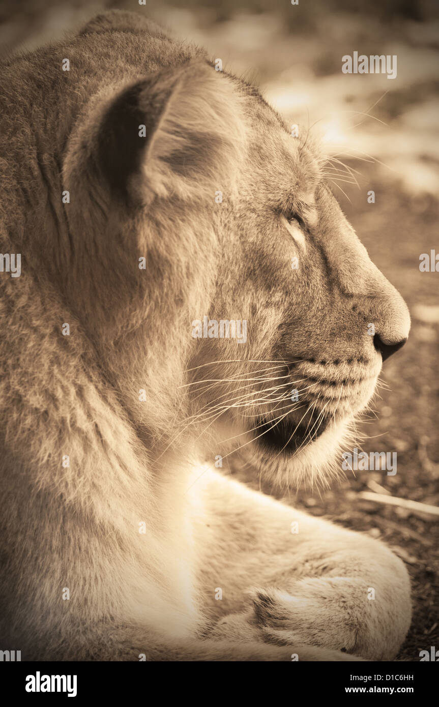 Close up of a lioness at rest Stock Photo - Alamy