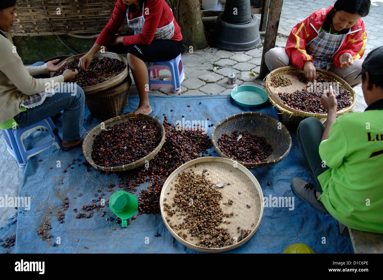 Worker sorting coffee beans in the coffee industry Luwakmas, Kediri, East Java Stock Photo - Alamy