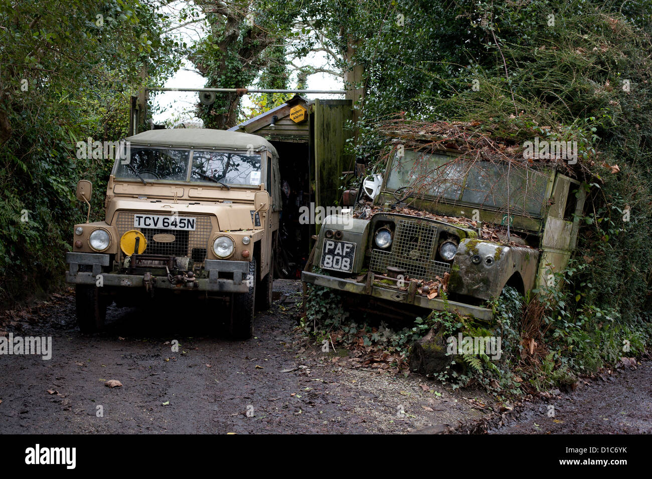 An old British military Land Rover rots in a hedgerow parked next to a ...