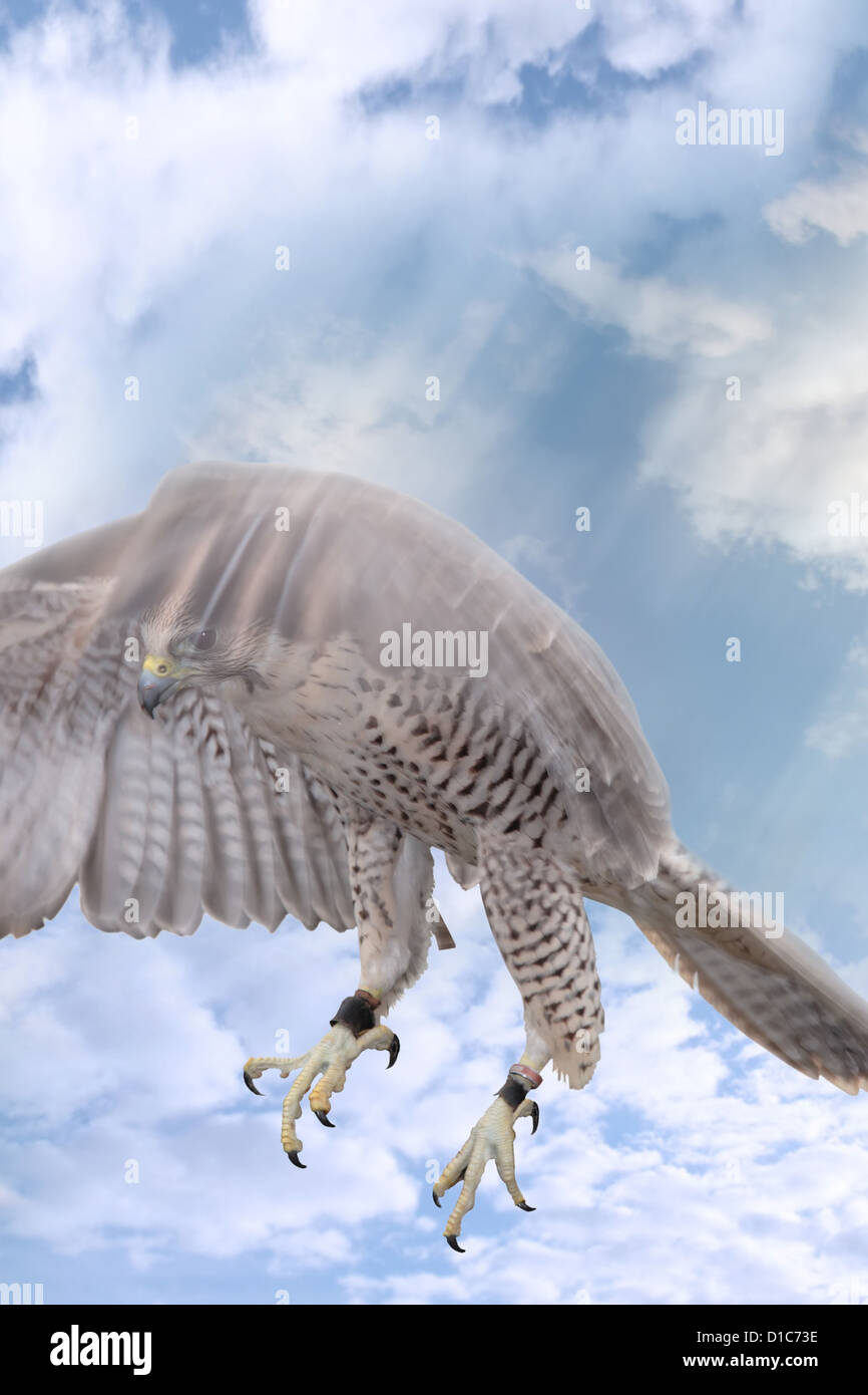 Hawk swooping hi-res stock photography and images - Alamy