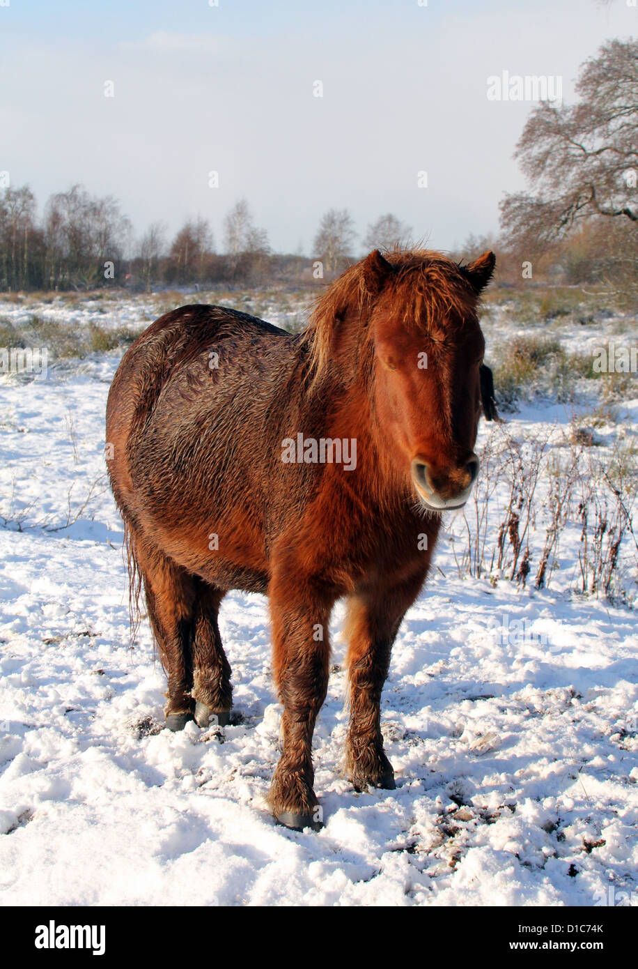 Snow with highland pony hi-res stock photography and images - Alamy