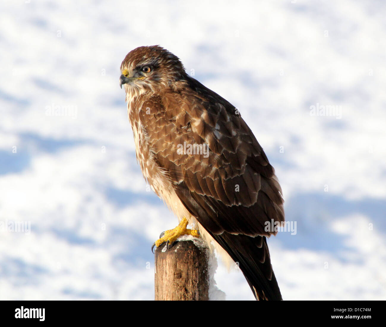 Buzzard sitting hi-res stock photography and images - Alamy