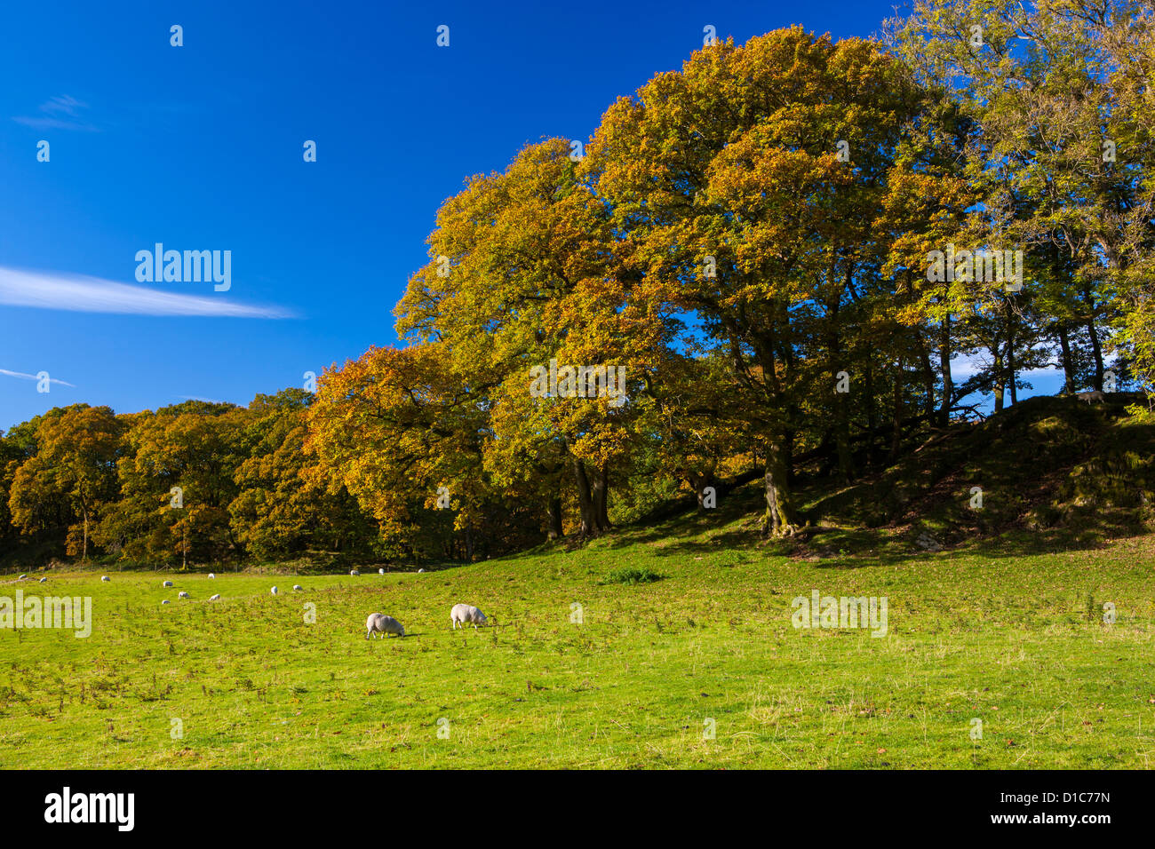 Sheep grazing, Peel Near Wood in the Lake District National Park Stock ...