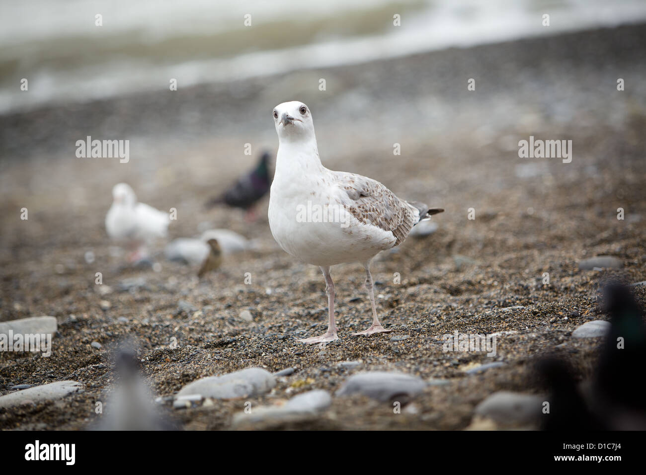 Seagull looking to camera hi-res stock photography and images - Alamy