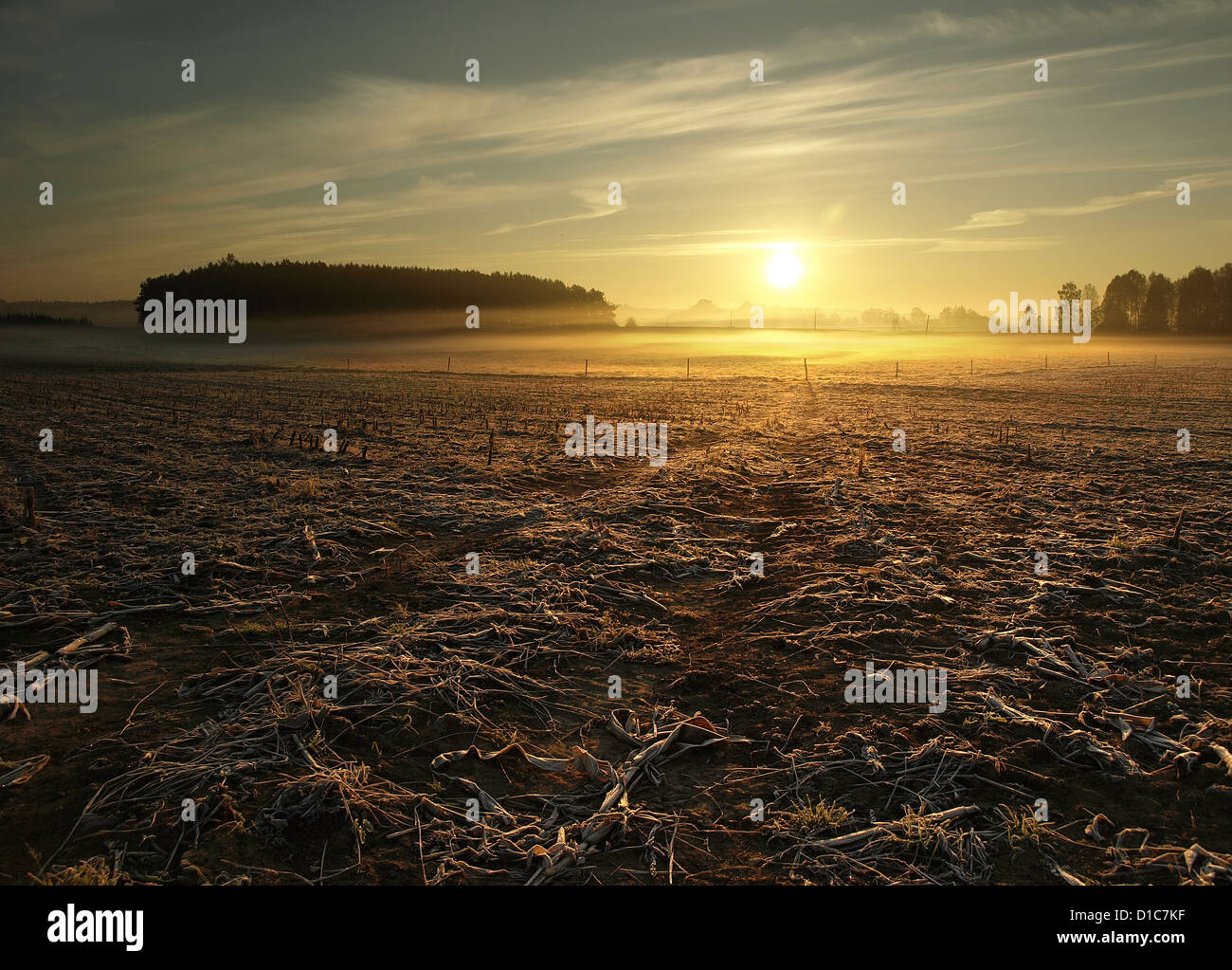 morning field and sunrise Stock Photo - Alamy