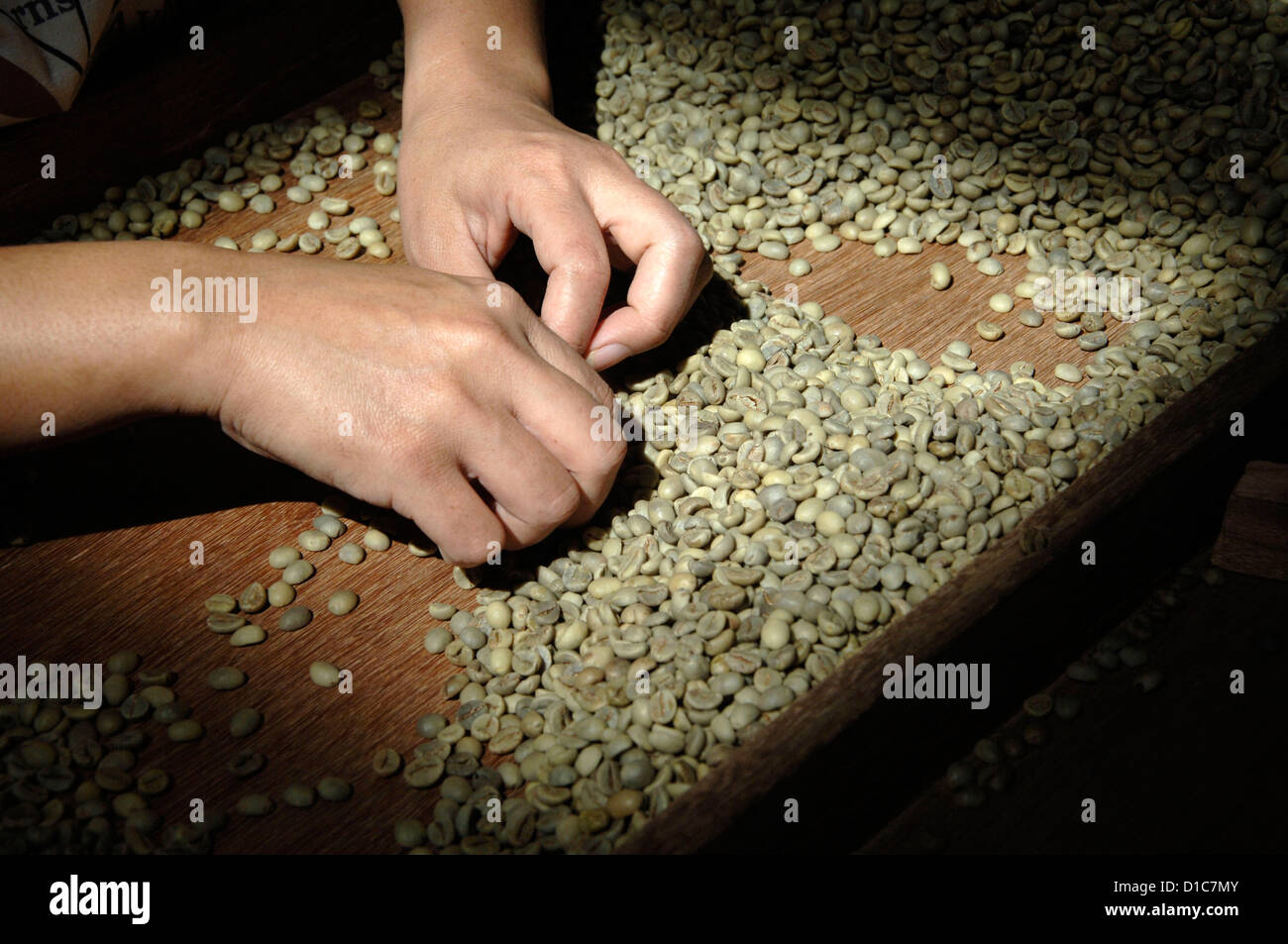 Sorting coffee beans hi-res stock photography and images - Alamy
