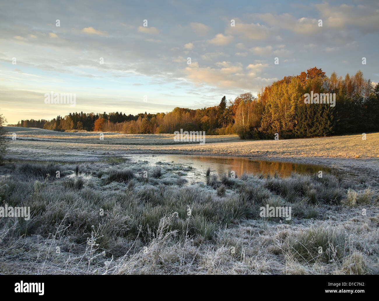 morning frozen marshland Stock Photo - Alamy