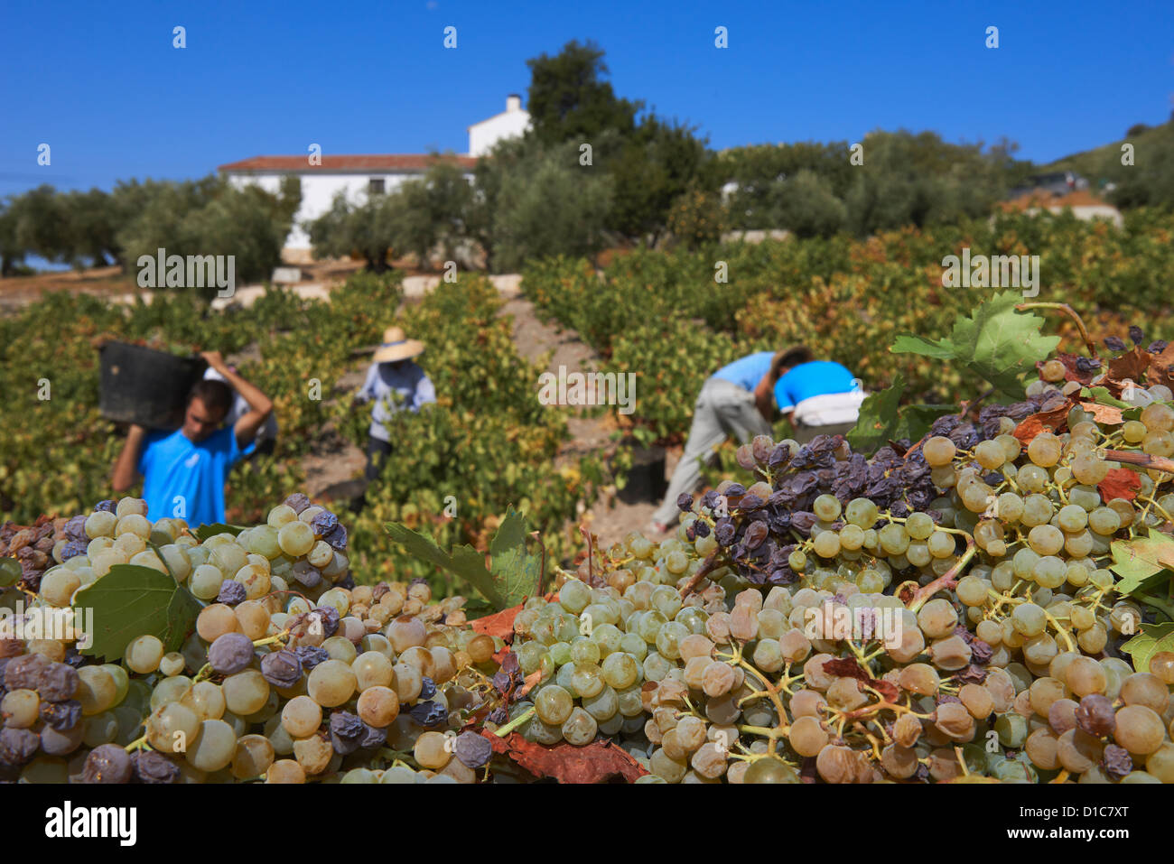 Montilla, Harvesting Pedro Ximenez wine grapes, Vintage in a vineyard ...