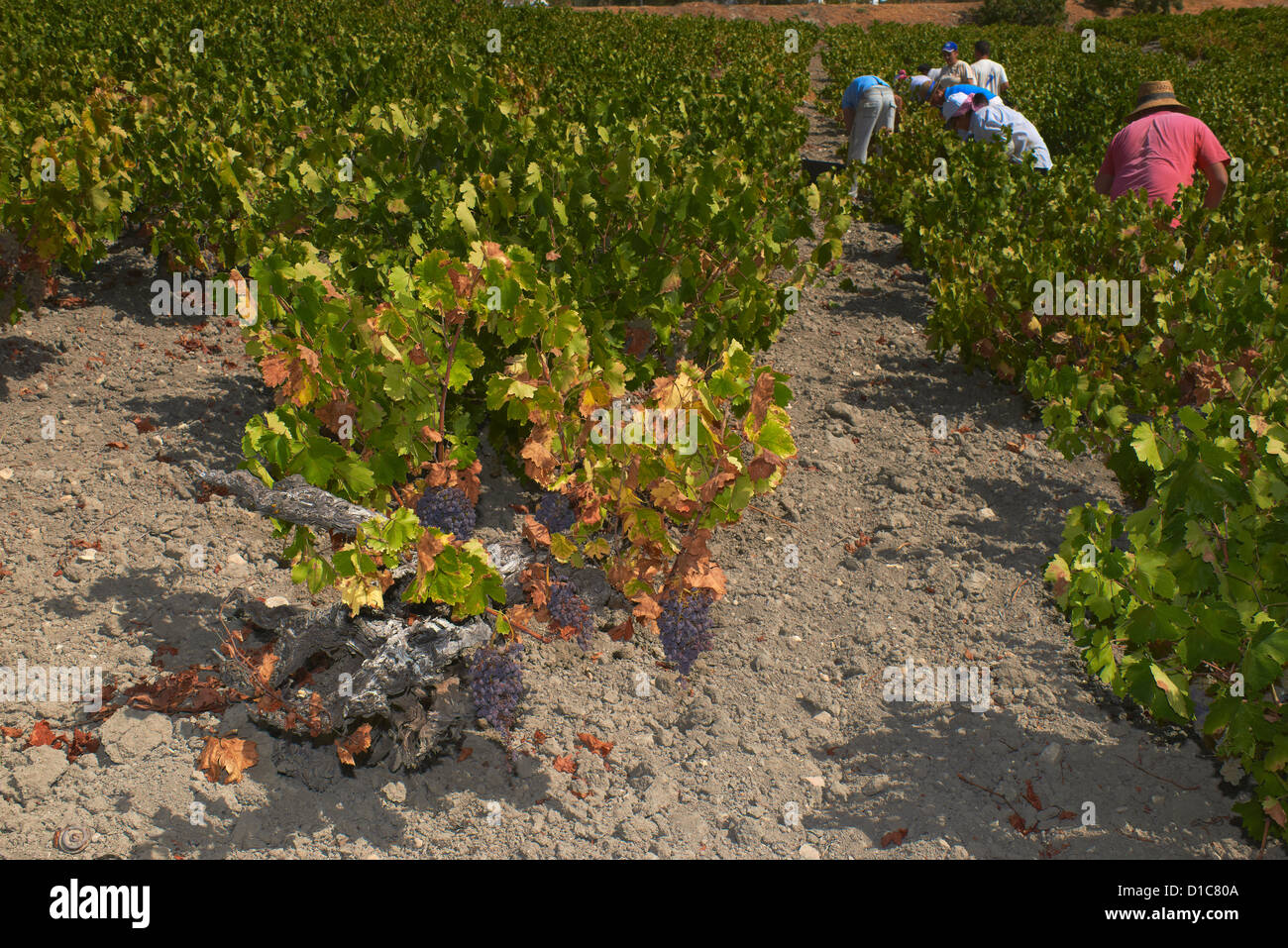 Montilla, Harvesting Pedro Ximenez wine grapes, Vintage in a vineyard ...