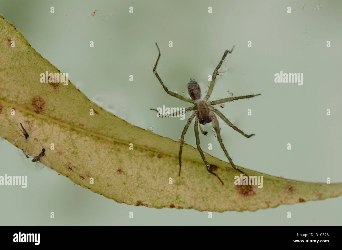 Dead spider in the water with leaf Stock Photo - Alamy