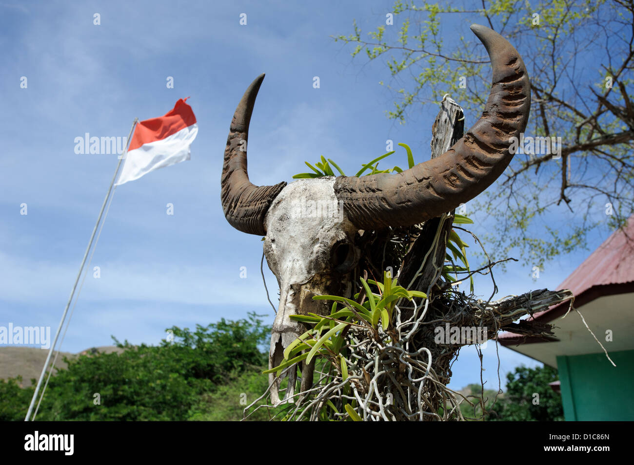 the skull of a water buffalo, the flag of indonesia and a beautiful ...
