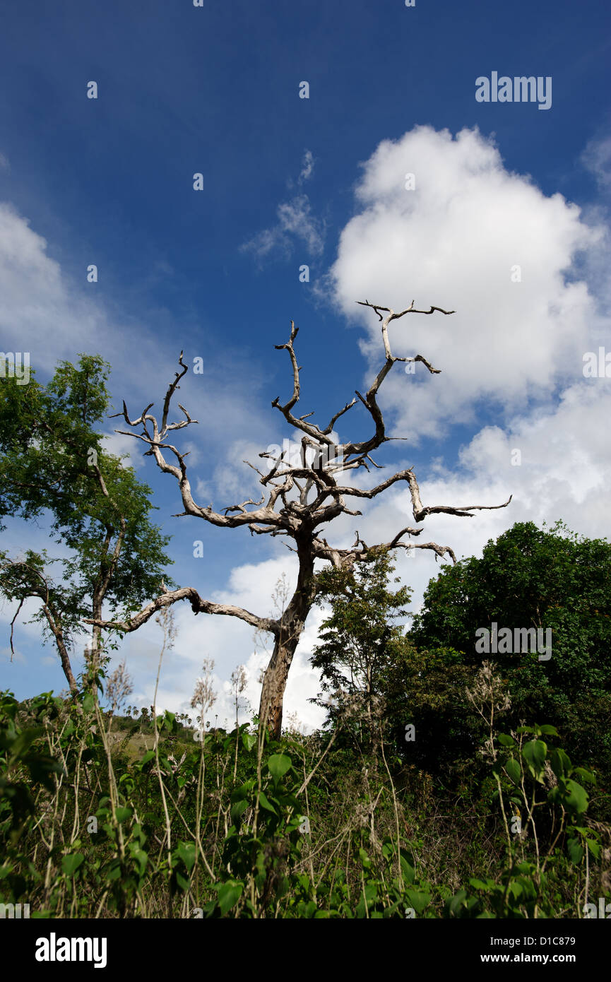 A dead tree trunk in the middle of the savanna forest of Rincah Island ...