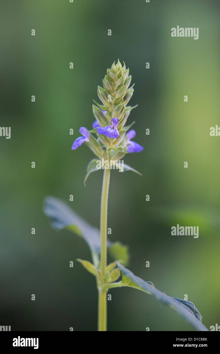 Salvia Hispanica . Chia flower Stock Photo - Alamy