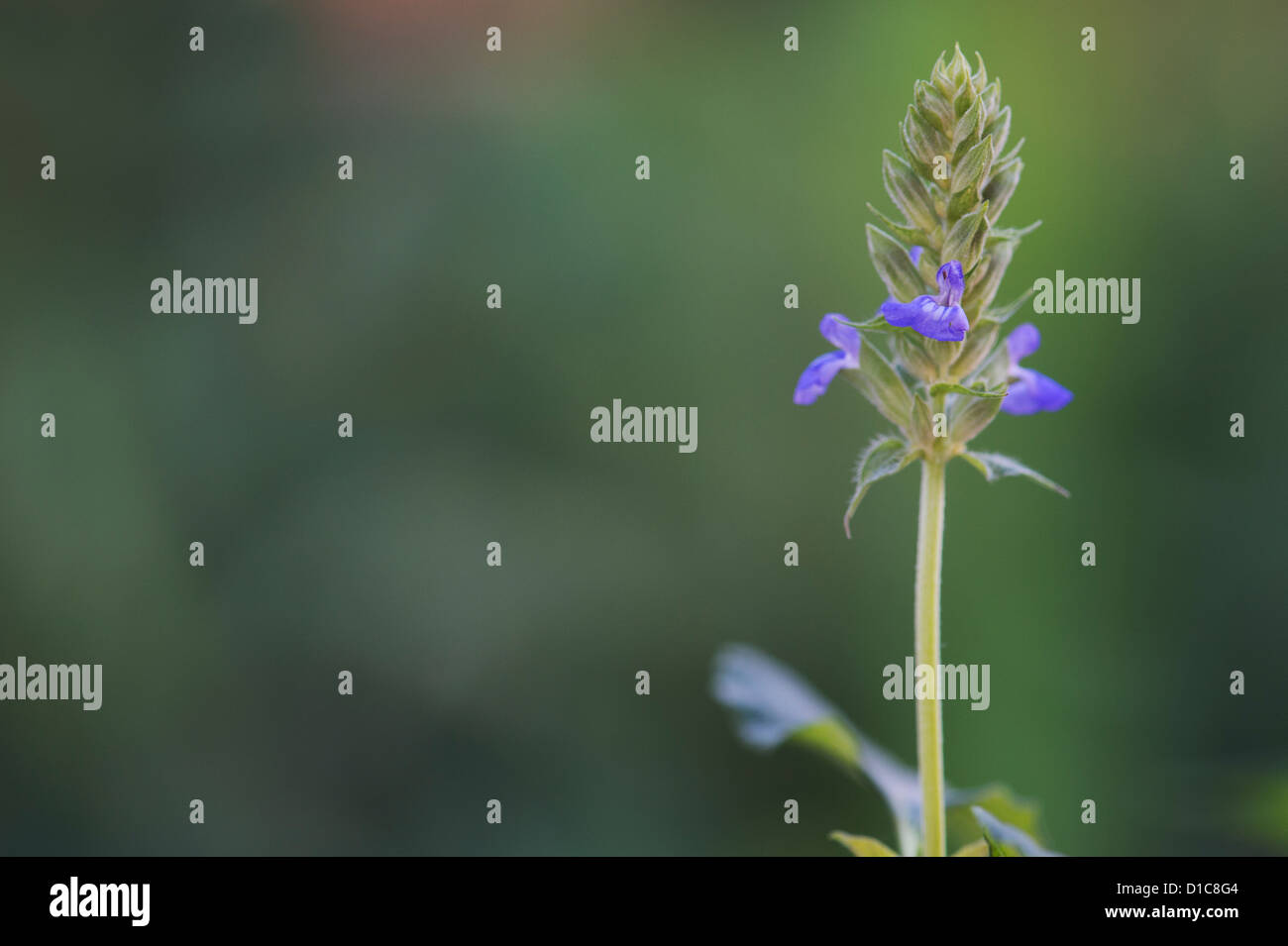 Salvia Hispanica . Chia flower Stock Photo - Alamy