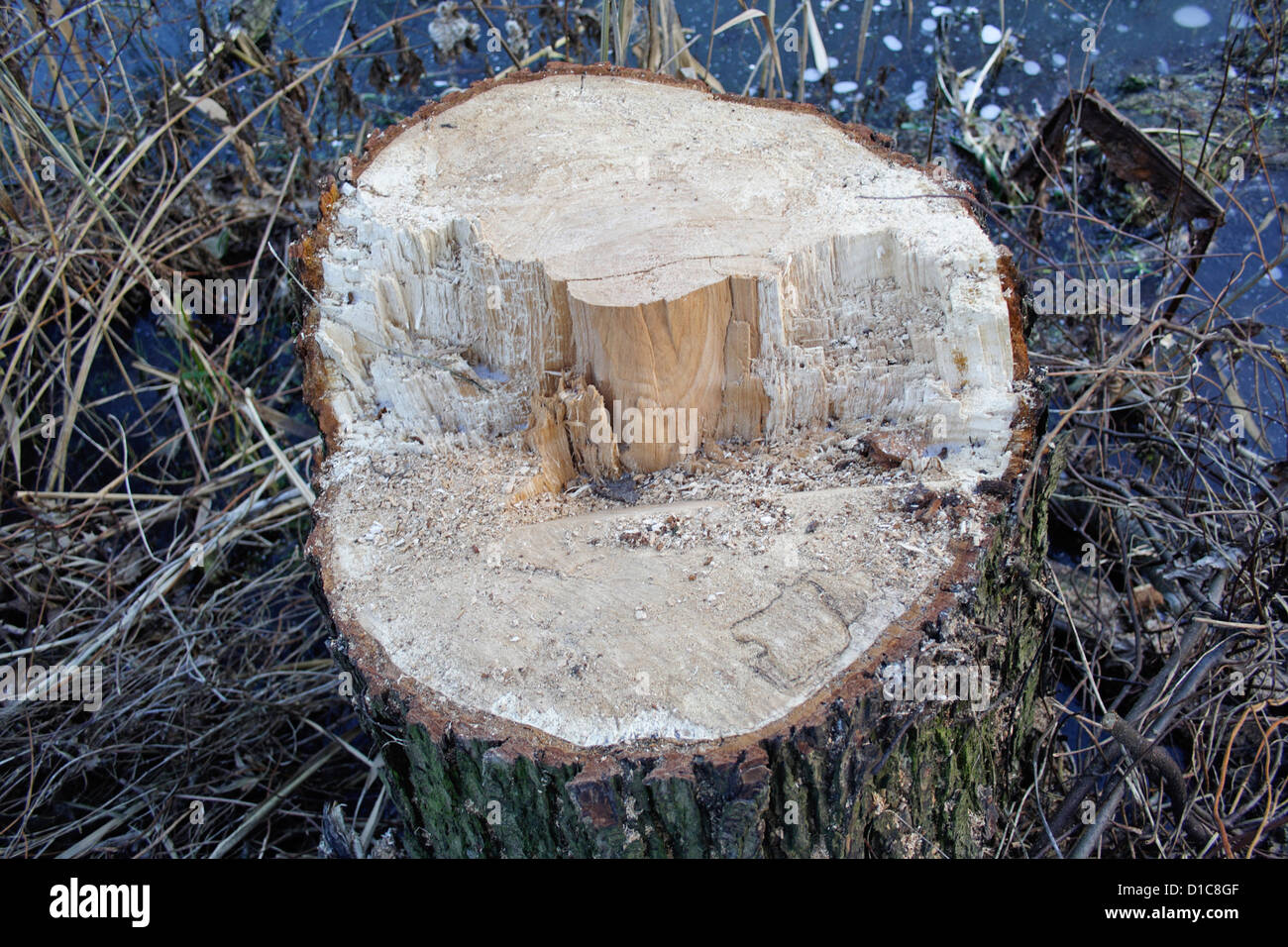 Truncate tree hi-res stock photography and images - Alamy