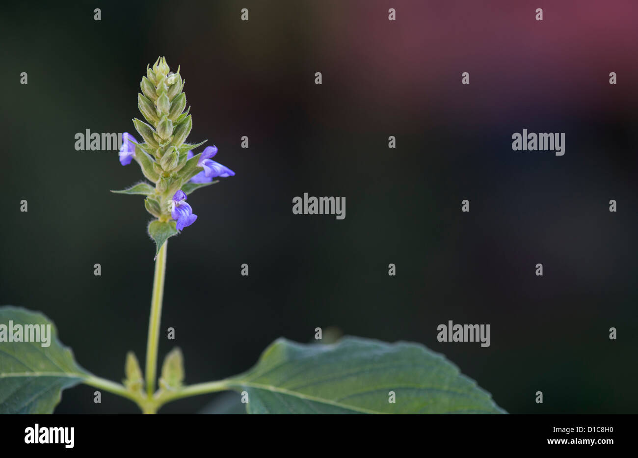 Salvia Hispanica . Chia flower Stock Photo - Alamy