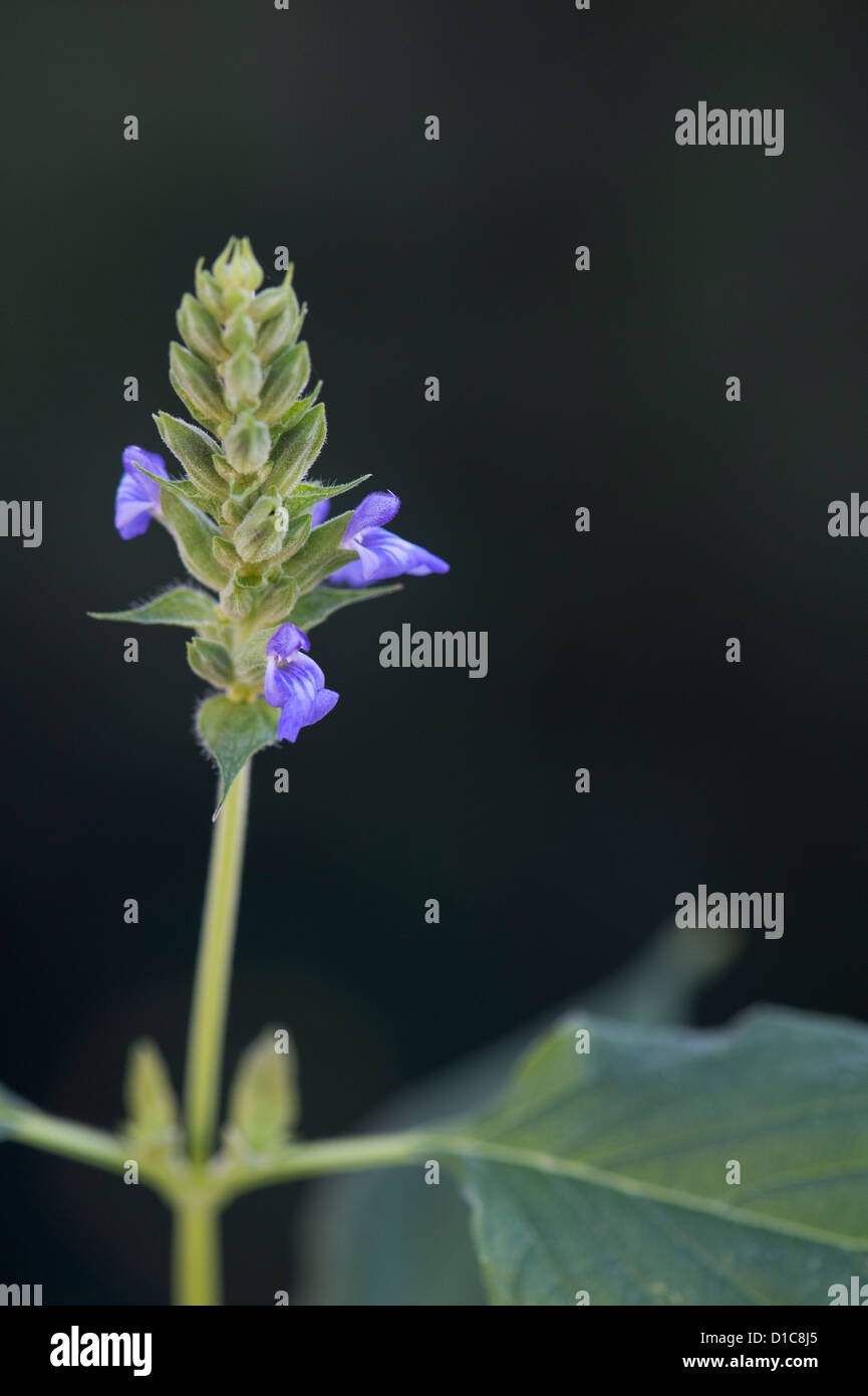 Salvia Hispanica . Chia flower Stock Photo - Alamy