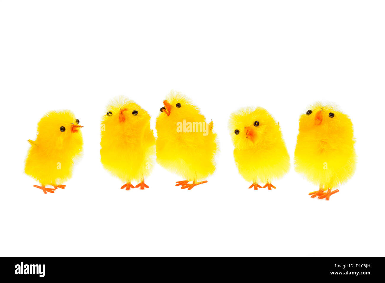 yellow chicklings, photo on the white background Stock Photo - Alamy