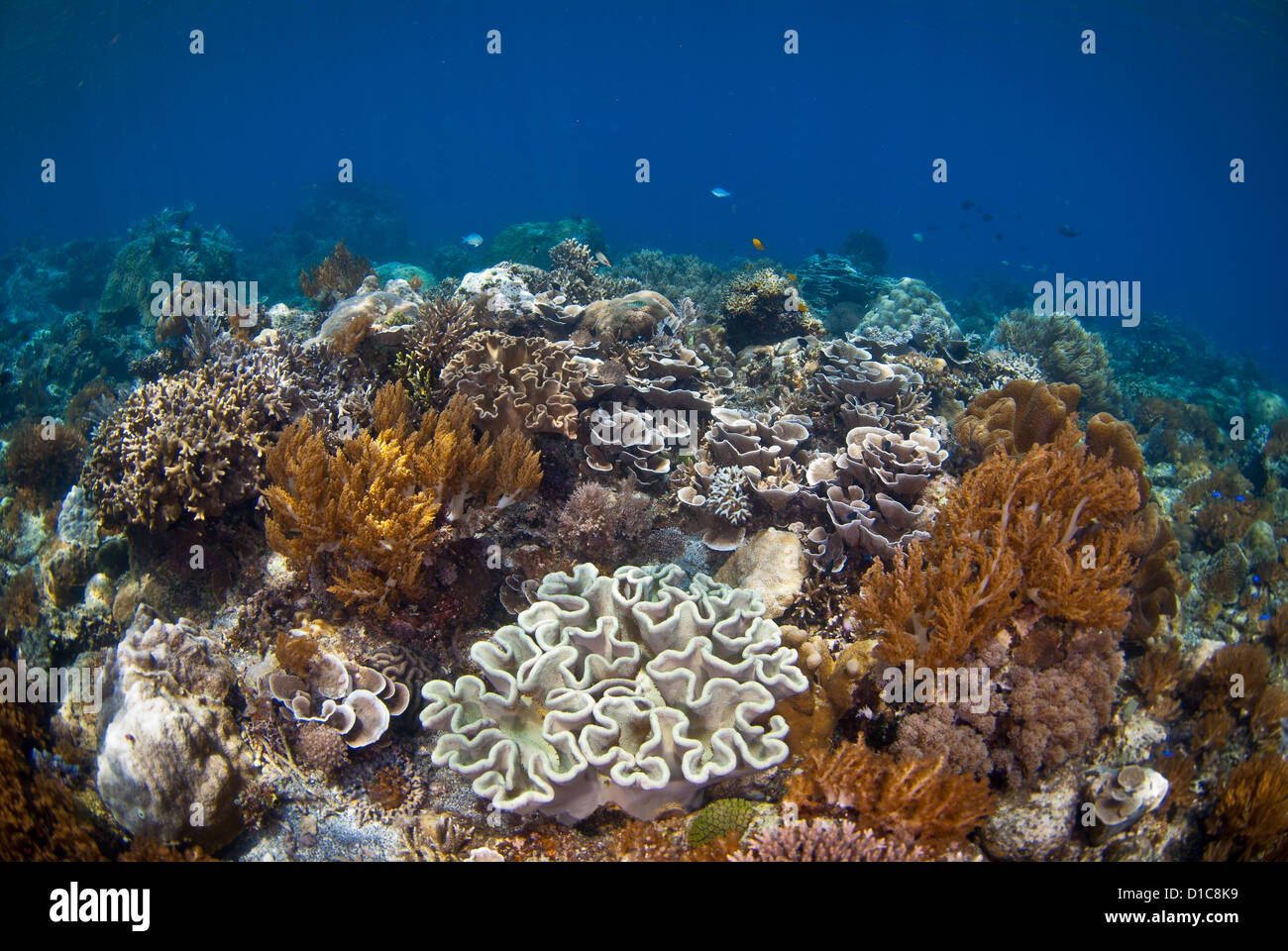 Nice coral islands hi-res stock photography and images - Alamy