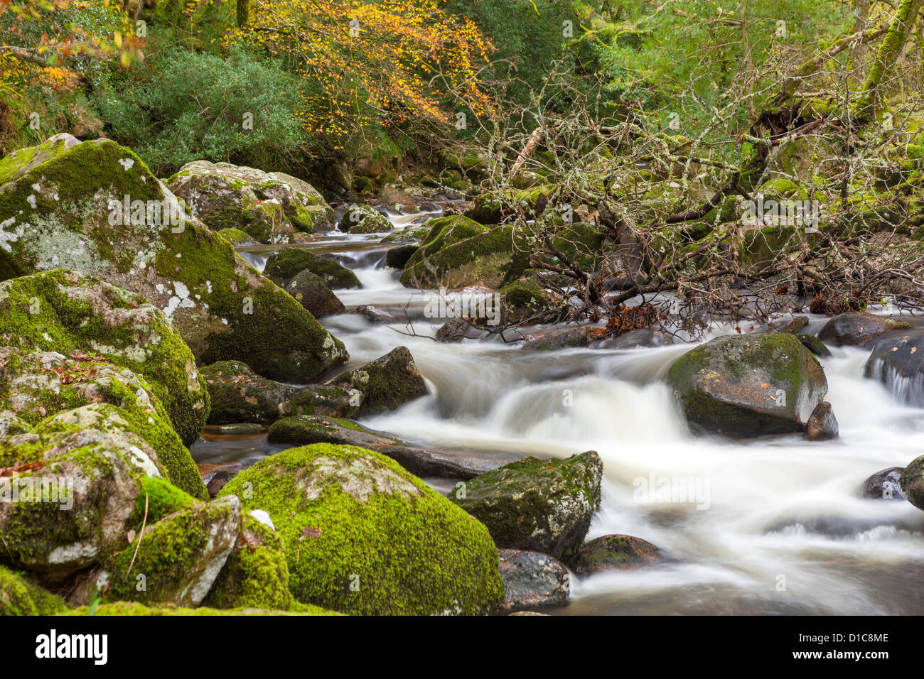 Rocky River Plym flowing through Dewerstone Wood near Shaugh Prior in ...