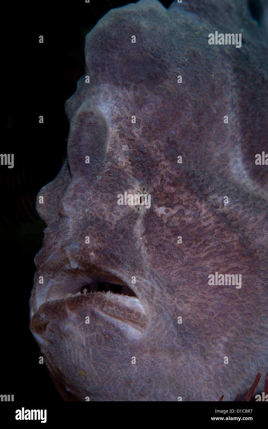 The face of a frogfish filling up the entire frame. A Giant Frogfish ...
