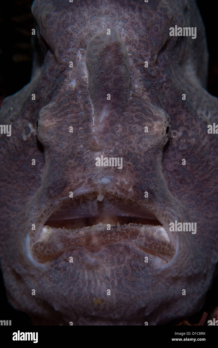 The face of a frogfish filling up the entire frame. A Giant Frogfish ...